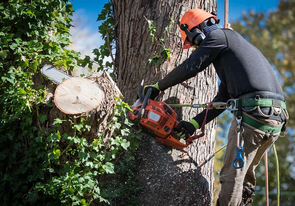 Climbing Carolina Tree Service | SC's Trusted Tree Service